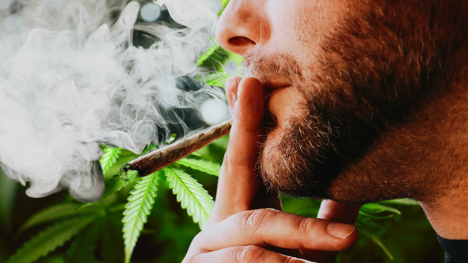 GALLUP POLL: American Adults See Weed As More Harmful Than Good ...