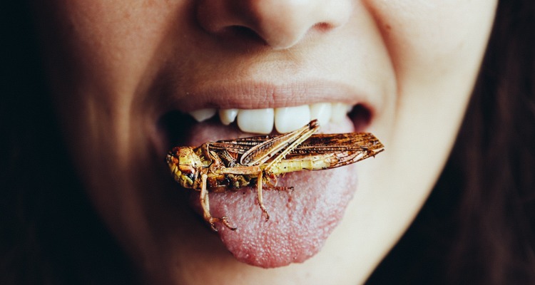 MSM Hypes Eating Bugs As 'Insect Protein' Set To Become Billion-Dollar ...